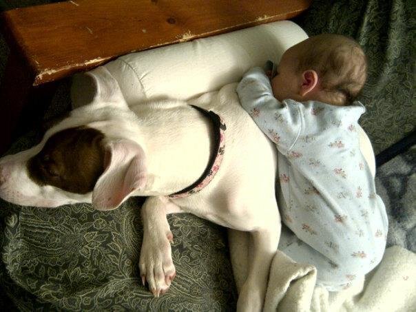 Petition · END BSL ( Breed Specific Legislation ) - Canada · Change.org