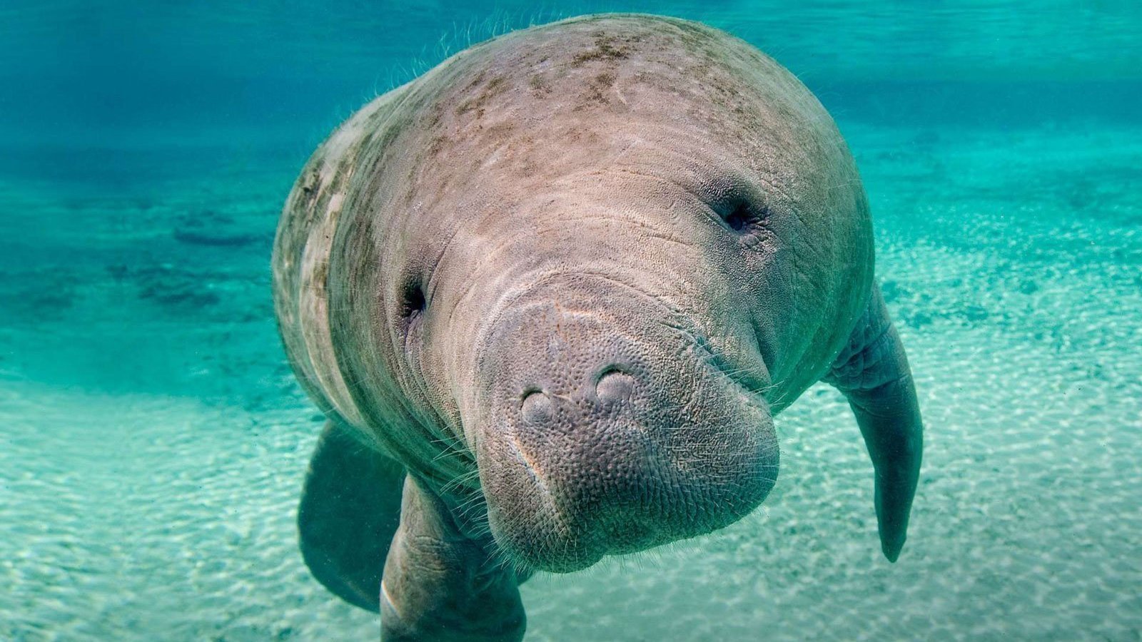 Petition · Save the Manatees in Indian River County - United States ...