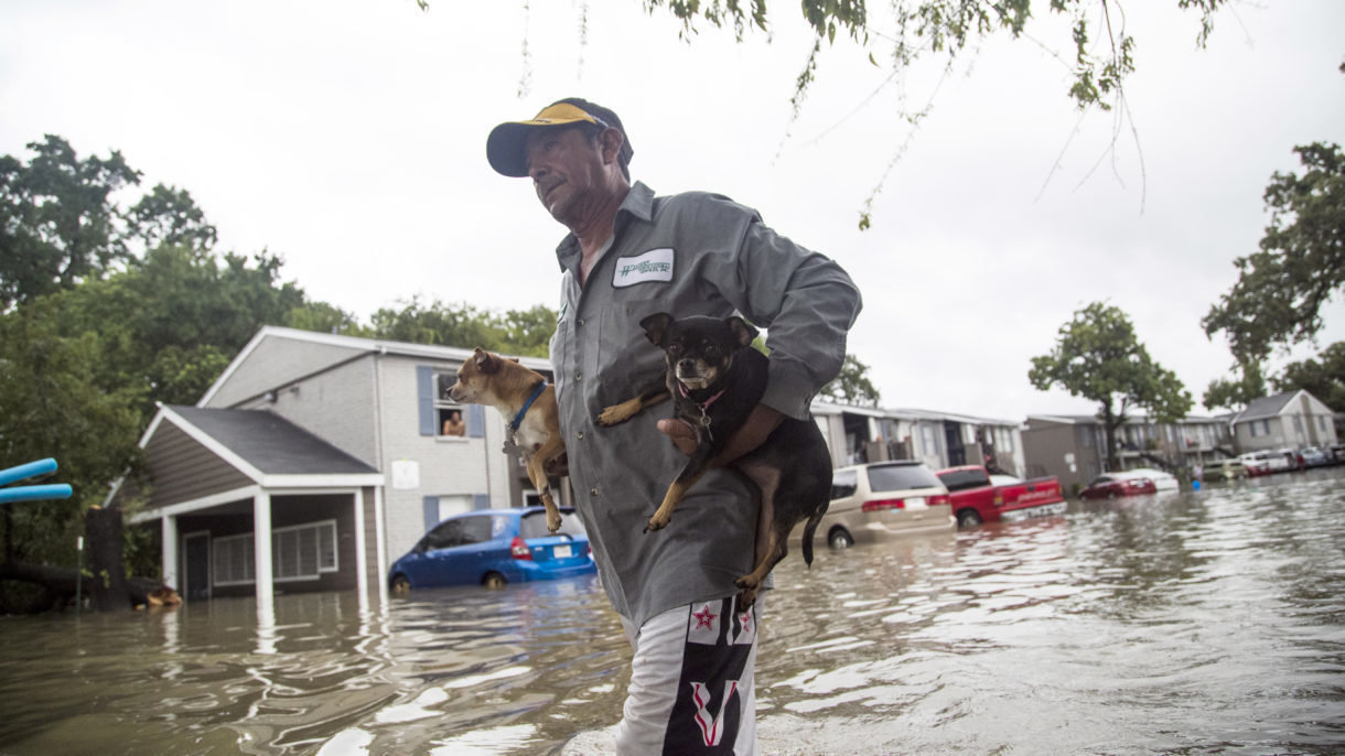 Petition · 30 Day Hold from Euthanasia for Harvey Animals in Texas ...