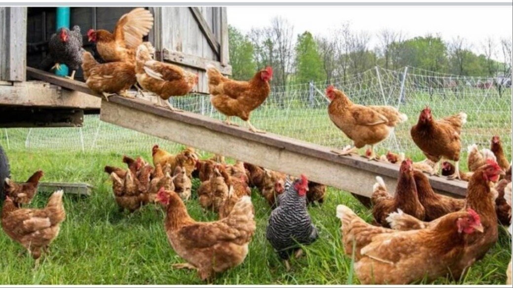 Petition · Oppose New Chicken Ordinance - Linwood, United States ...
