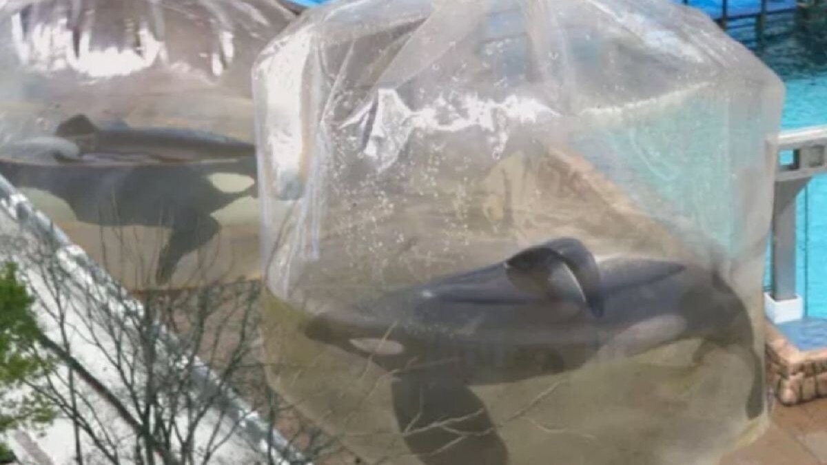 Petition · End the Exploitation: Ban SeaWorld Now! - United States ...