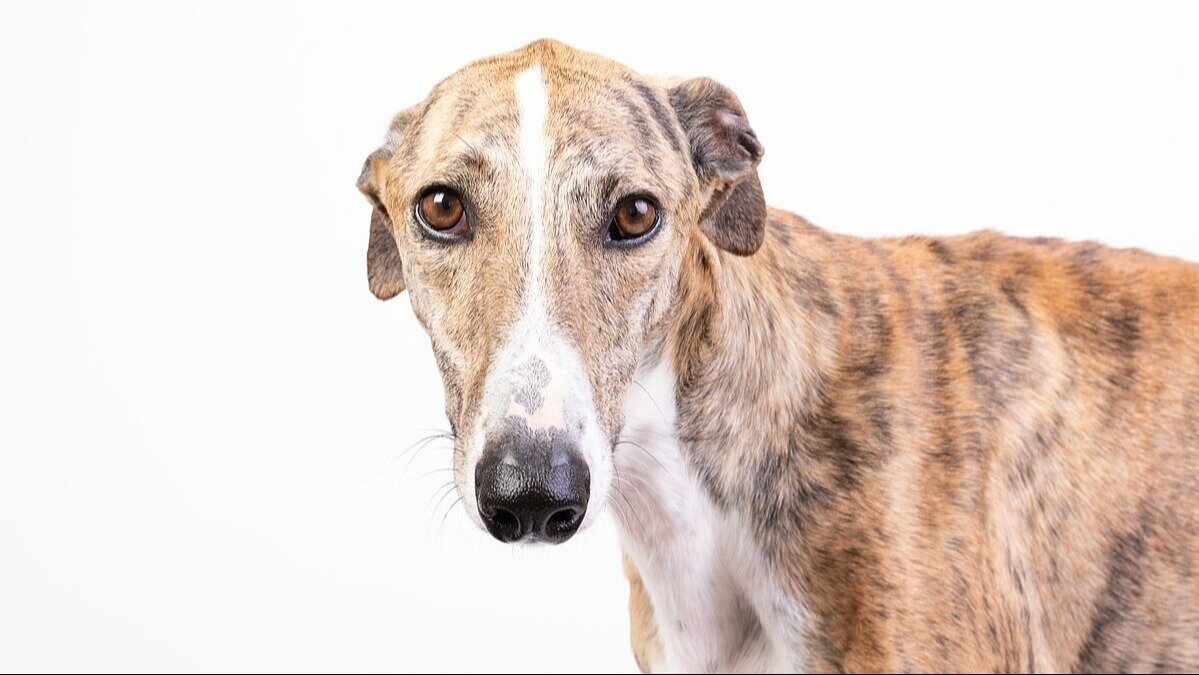 Petition · Stop greyhound racing in Sheffield - Sheffield, United ...