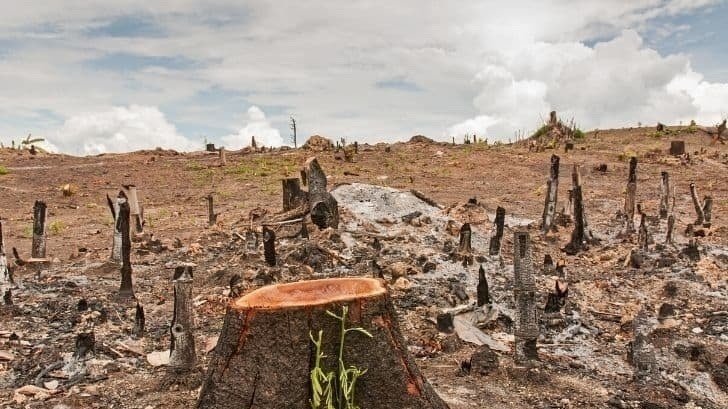 Petition · Deforestation - United States · Change.org