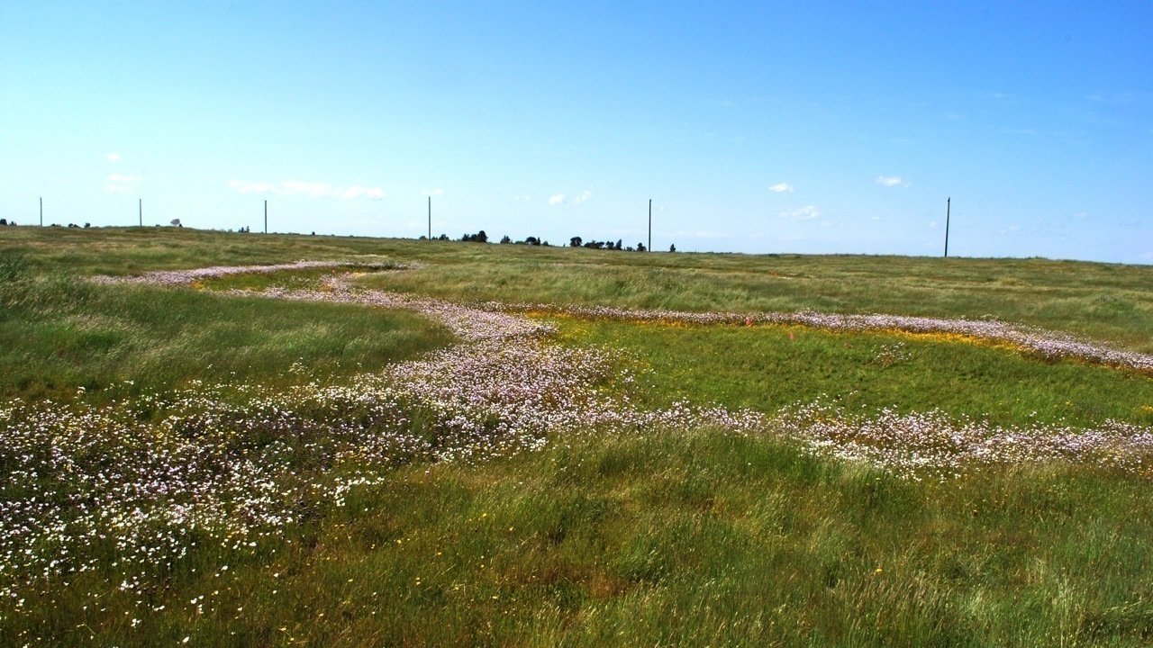 Petition · Sacramento County: Preserve Mather Wetlands and Endangered ...