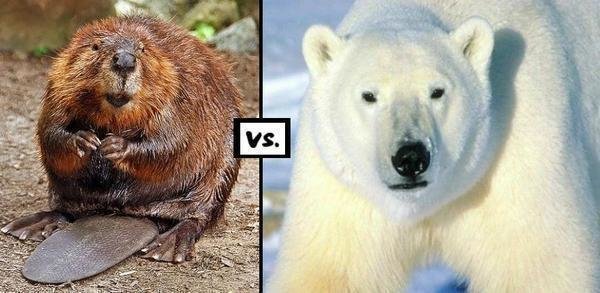 Petition · Keep beaver As Canada's National Animal. - Canada · Change.org