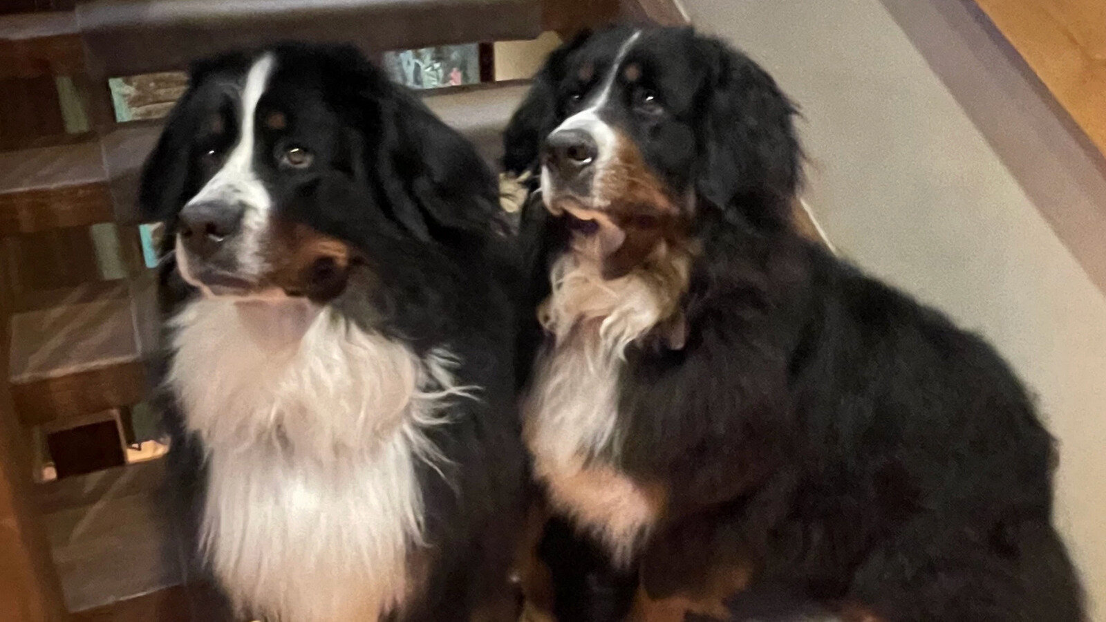 Petition · Tell Billionaire Matthew Prince to Leave Park City Dogs ...