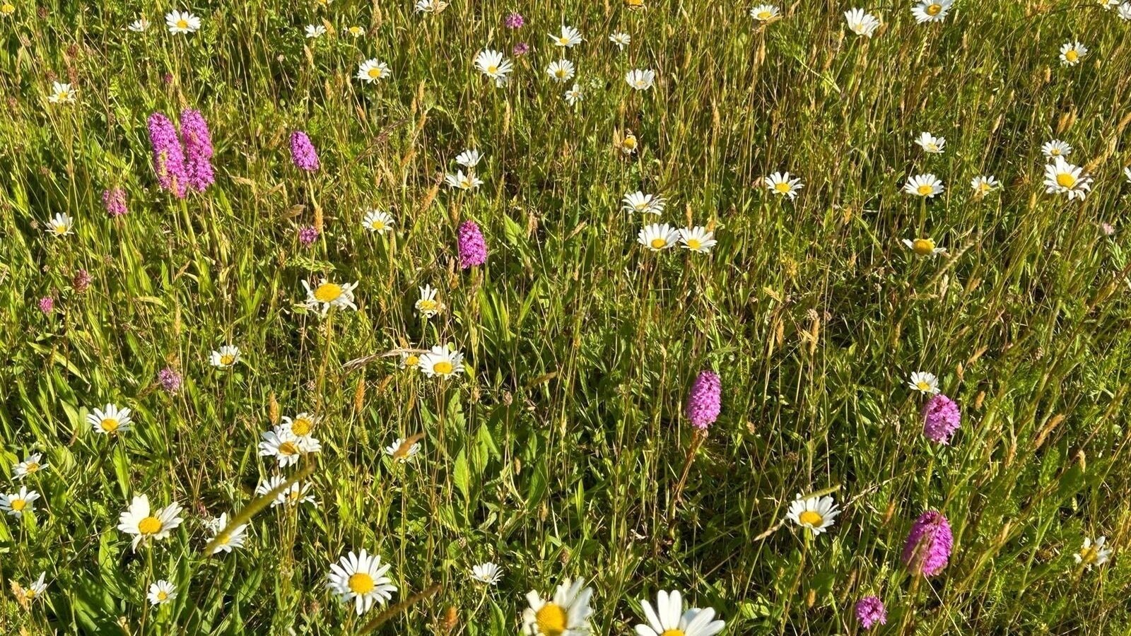 Petition · Don’t mow Kelaart’s field so early! - Milton, United Kingdom ...