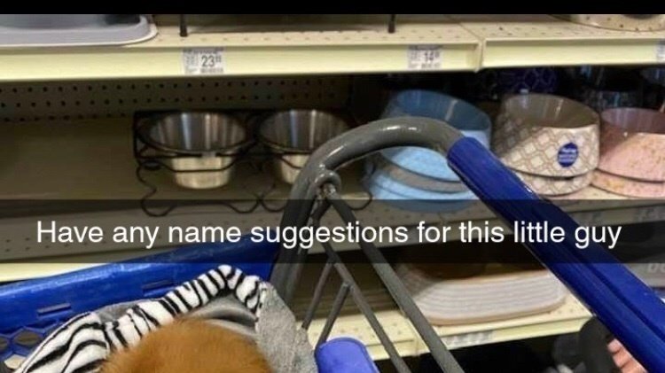 Petition · Get savin to name his new dog Travis Scott - United States ...