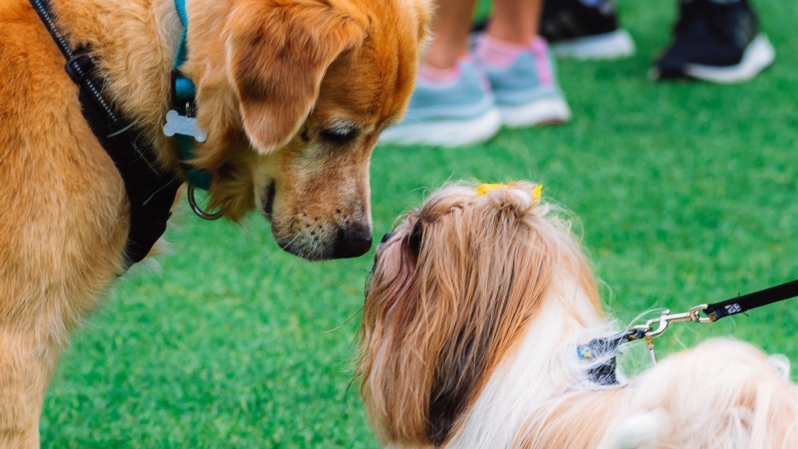 Petition · Dog Park Silver Palms by Lennar - United States · Change.org