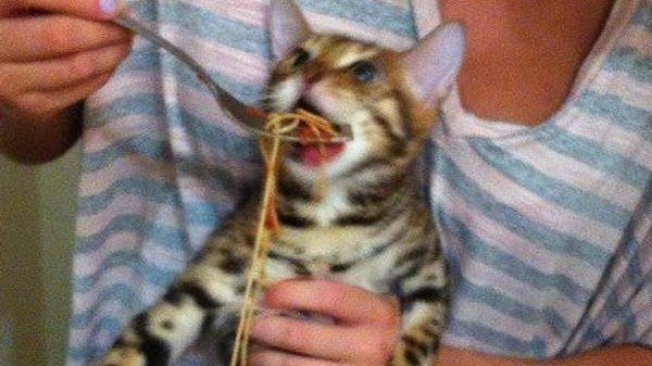 Petition · Make Haley a senior moderator - United States · Change.org