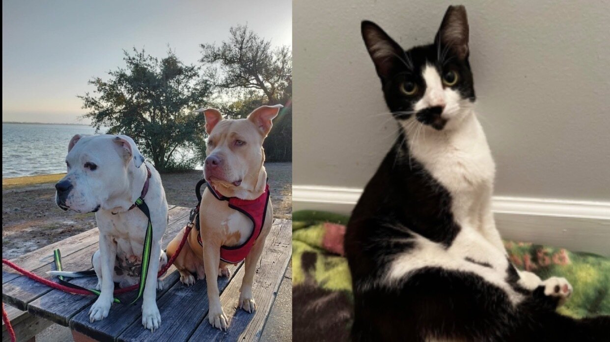 Petition · Justice for all Animals of Bay County Fl - United States ...