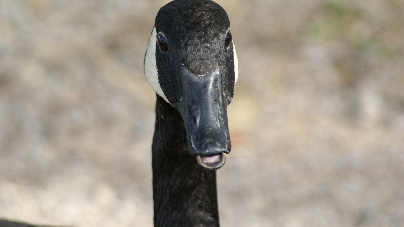 Petition · Save the geese of Hoover - United States · Change.org