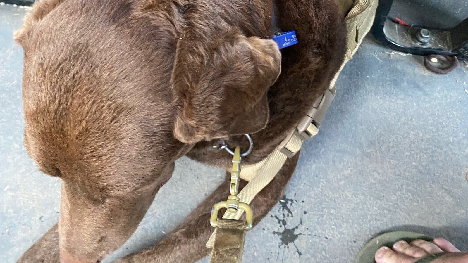 Petition · Standardize national assistance dog legislation - Australia ...