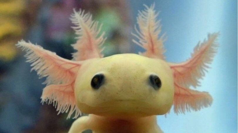 Petition · Save Axolotls from Extinction! - United States · Change.org