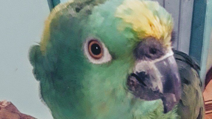 Petition · Save Alex!! - United States · Change.org