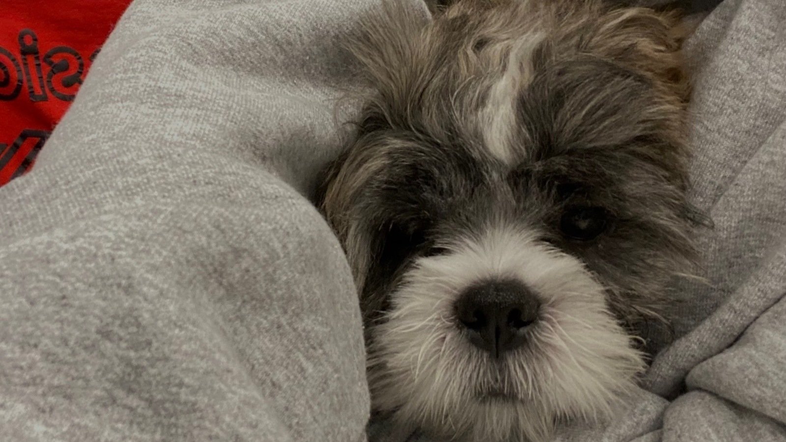 Petition · get yoshi back - United States · Change.org