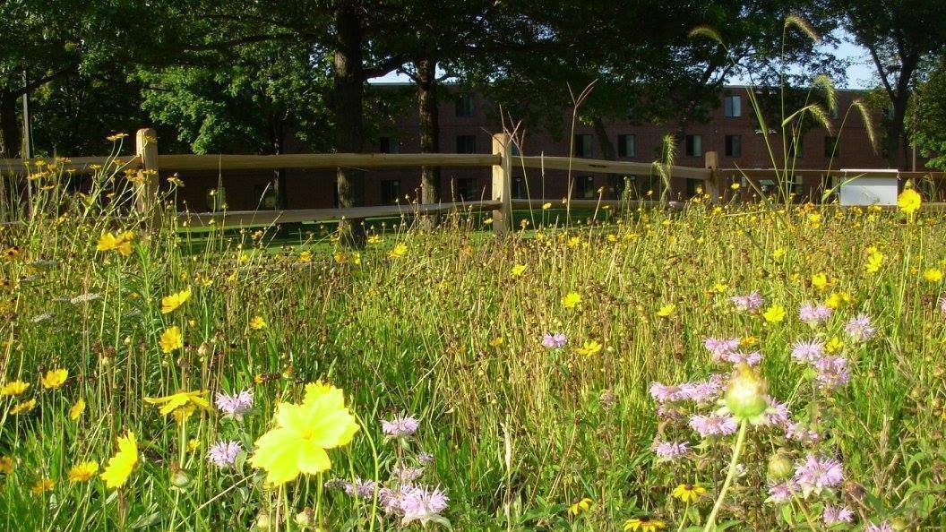 Petition · Save the Northern Michigan University Native Plants Study ...