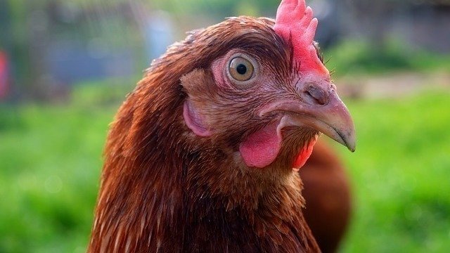 Petition · NO POISON IN CHICKEN AND EGGS - EXZOLT MUST BE BANNED FROM ...