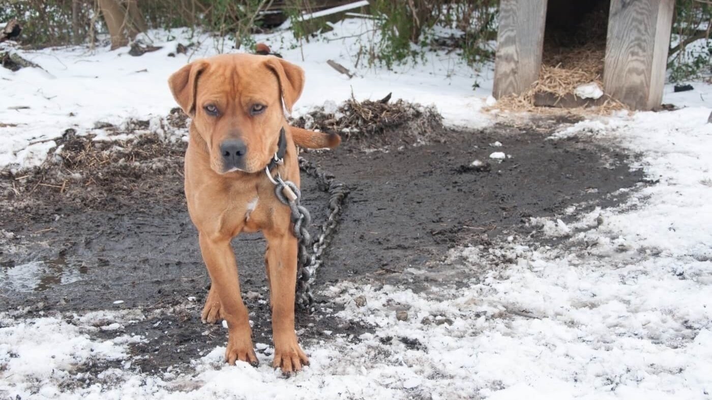 Petition · Bring your dogs inside! · Change.org