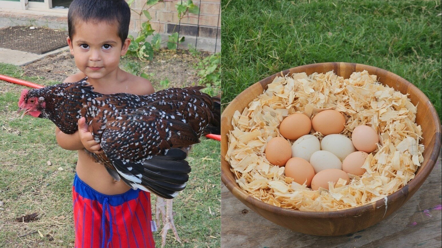 Petition · Save our chickens! - Van Alstyne, United States · Change.org