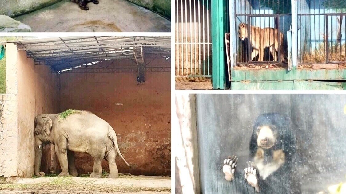 पेटीशन · Please Ban Zoo in India. Animals here are jailed without any ...