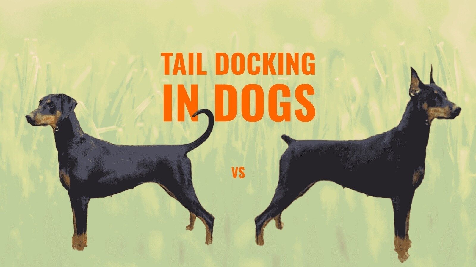 Why Doberman Dog Tail Cut