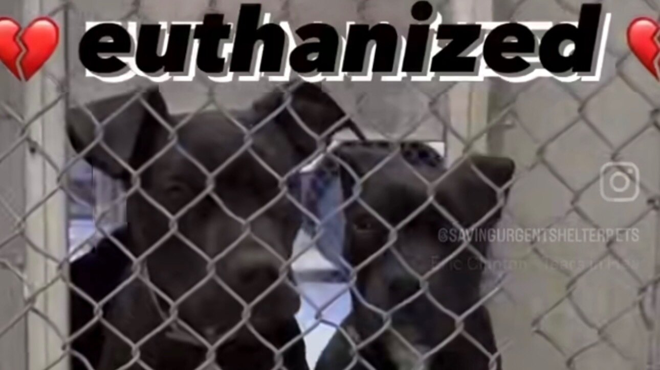 Petition · Prohibit Backyard Breeding Practices Nationwide - United ...