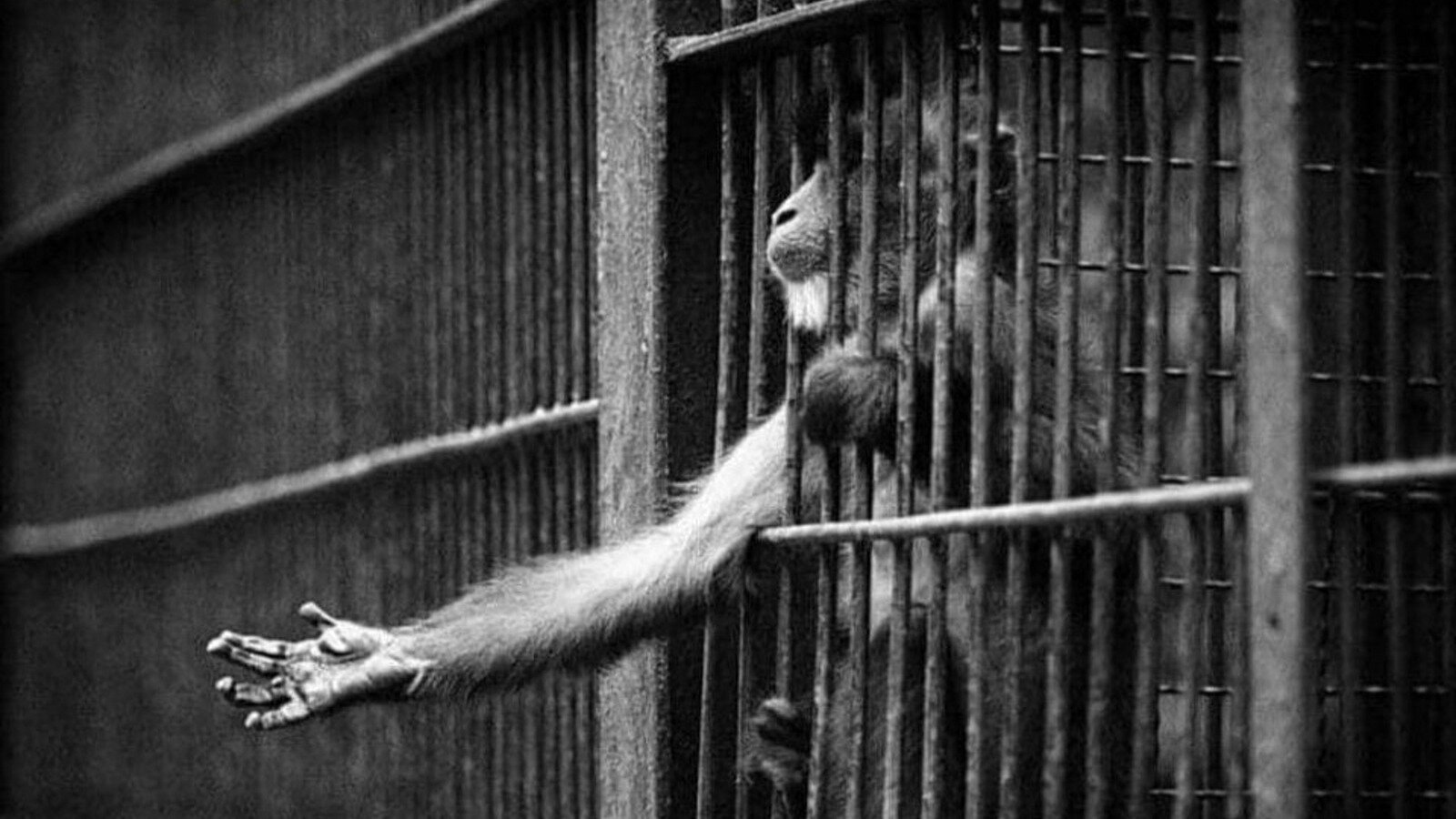 Petition · Seek Legislation to Prohibit Zoos and Marine Parks ...