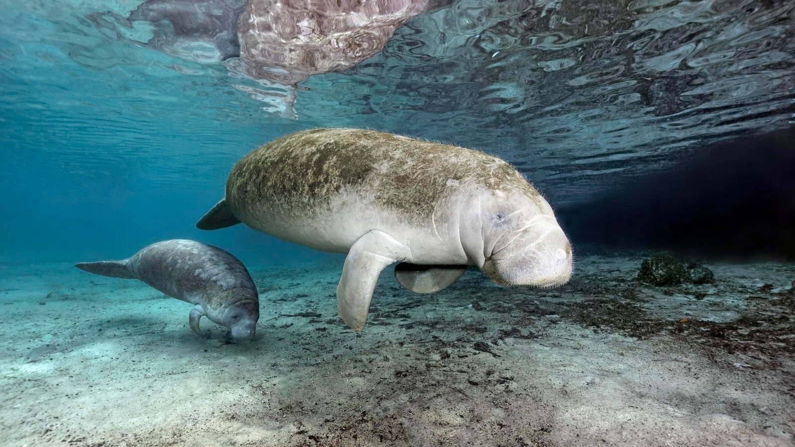 Petition update · 2,000 Dead Manatees in Two Years · Change.org