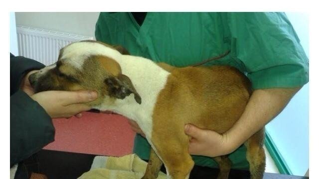 Petition · Criminalise the neglect and physical abuse of animals ...