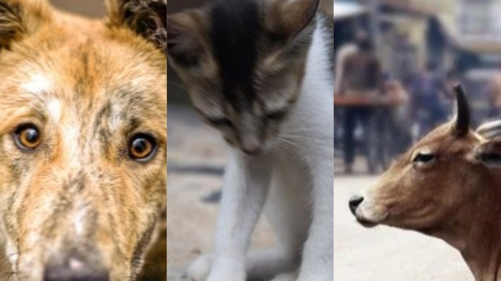 Petition · Save Street Animals · Change.org