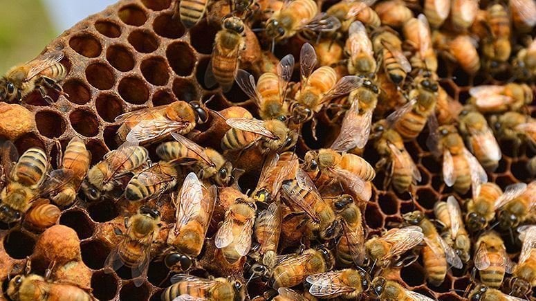Petition · Ban neonicotinoids from pesticide products used for ...