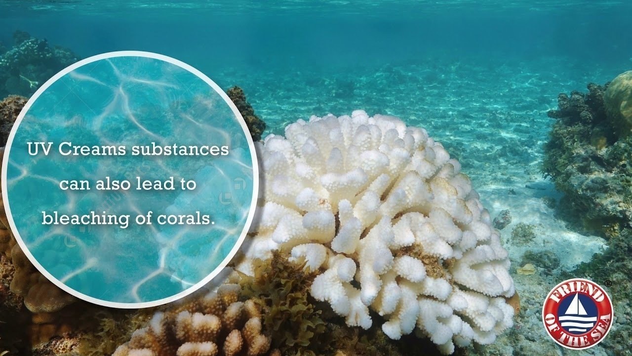 Petition · Make corals jewels sustainability certification mandatory to ...
