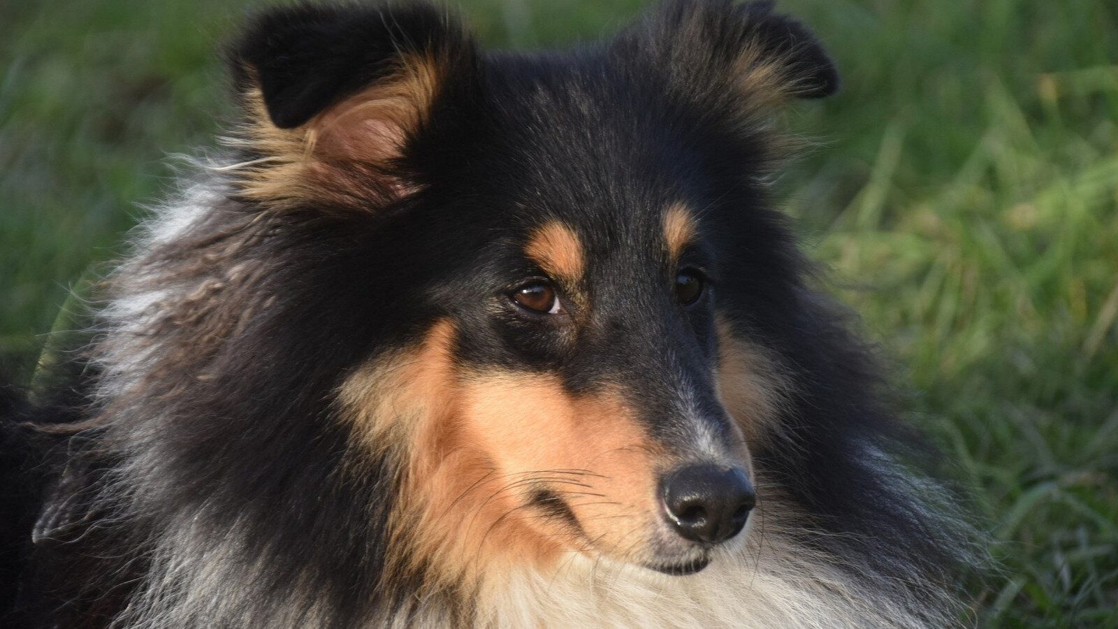 Petition · Demand Stricter Regulation of toxic Bravecto and Similar ...
