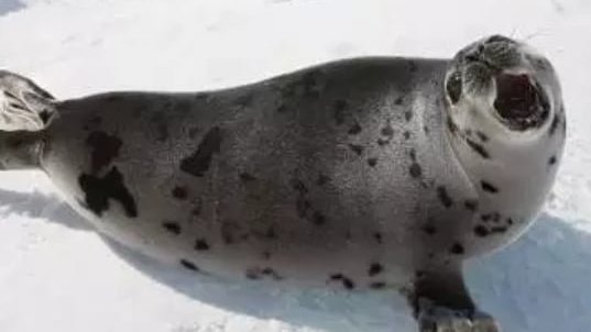 Petition · Seal the deal and save the Seals! - United States · Change.org
