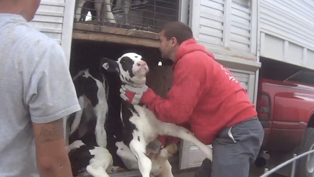 Petition · Help Stop the Inhumane Treatment of Cows at Fair Oaks Farms ...