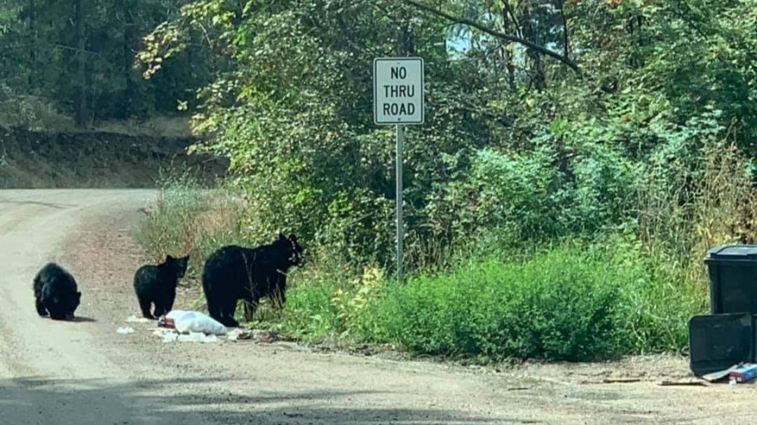 Petition · Supporting The Bear Smart Community Program - Lake Country ...