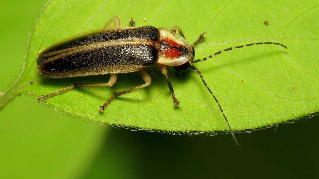 Petition · Legally change the name of Lighting Bugs/Fireflies to Blinky ...