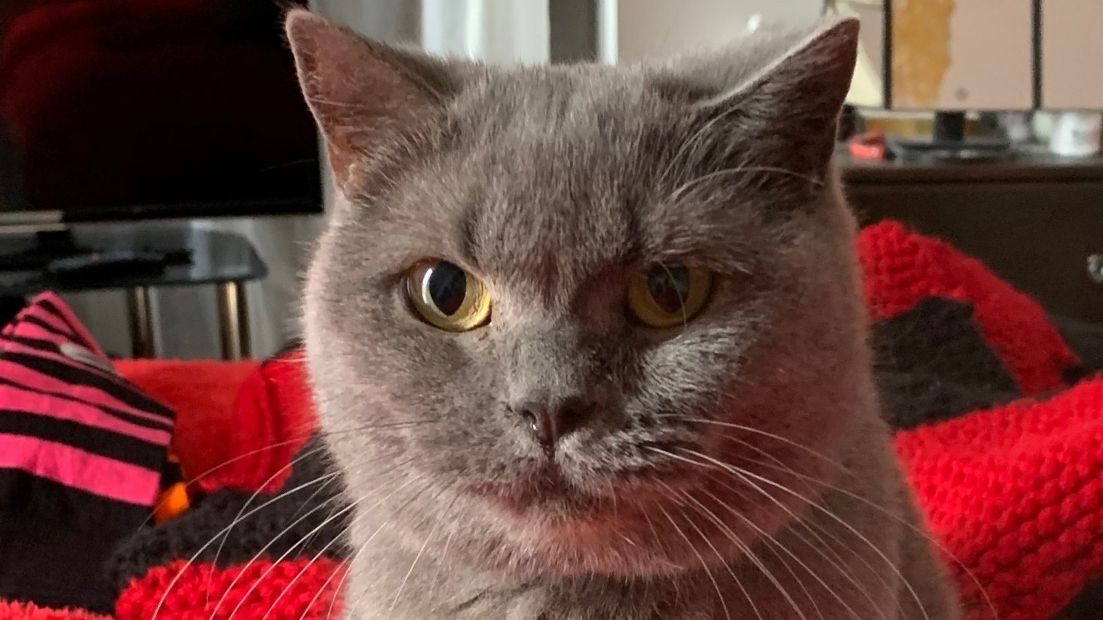 Petition · Cats to have animal rights just the same as dogs do ...