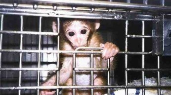 Petition · Animal Testing: The Lab Rat - United States · Change.org