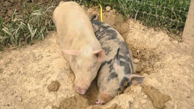 Petition update · Shirley & Pepper · Change.org