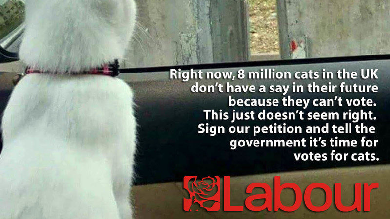 Petition · The Government and lots of cat ladies.: Allow cats to vote ...