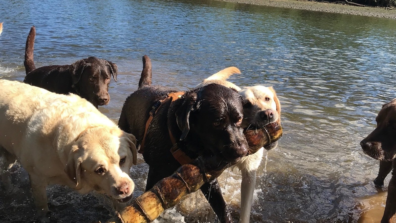Petition · Save Leis Dog Park and Sweeney Reserve - Petrie, Australia ...