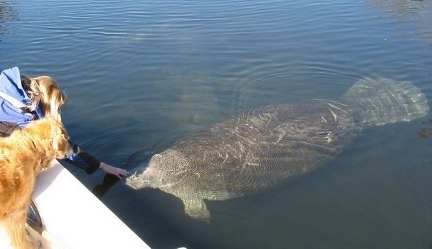 Petition · Help Save Springs for Florida Manatees. Say No to Reductions ...