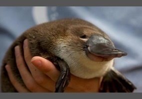 Petition · Easter Platypus - United States · Change.org