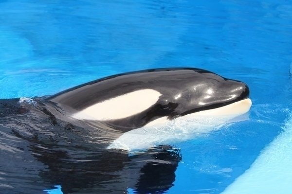 Petition · Shouka, the killer whale, needs a companion - United States ...