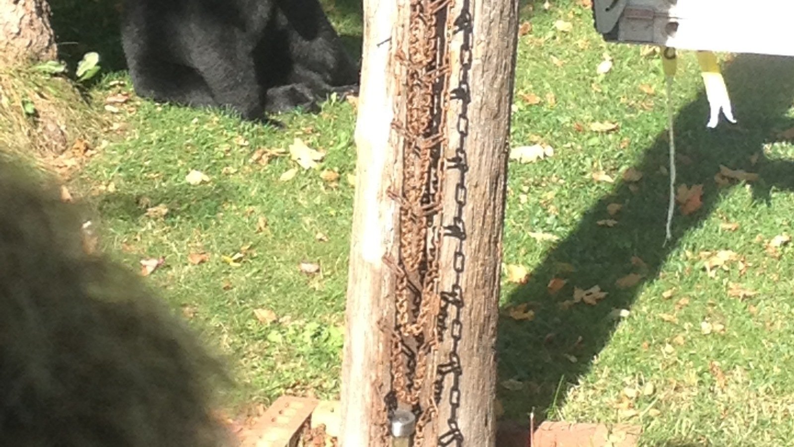 Petition · Save the bears - United States · Change.org