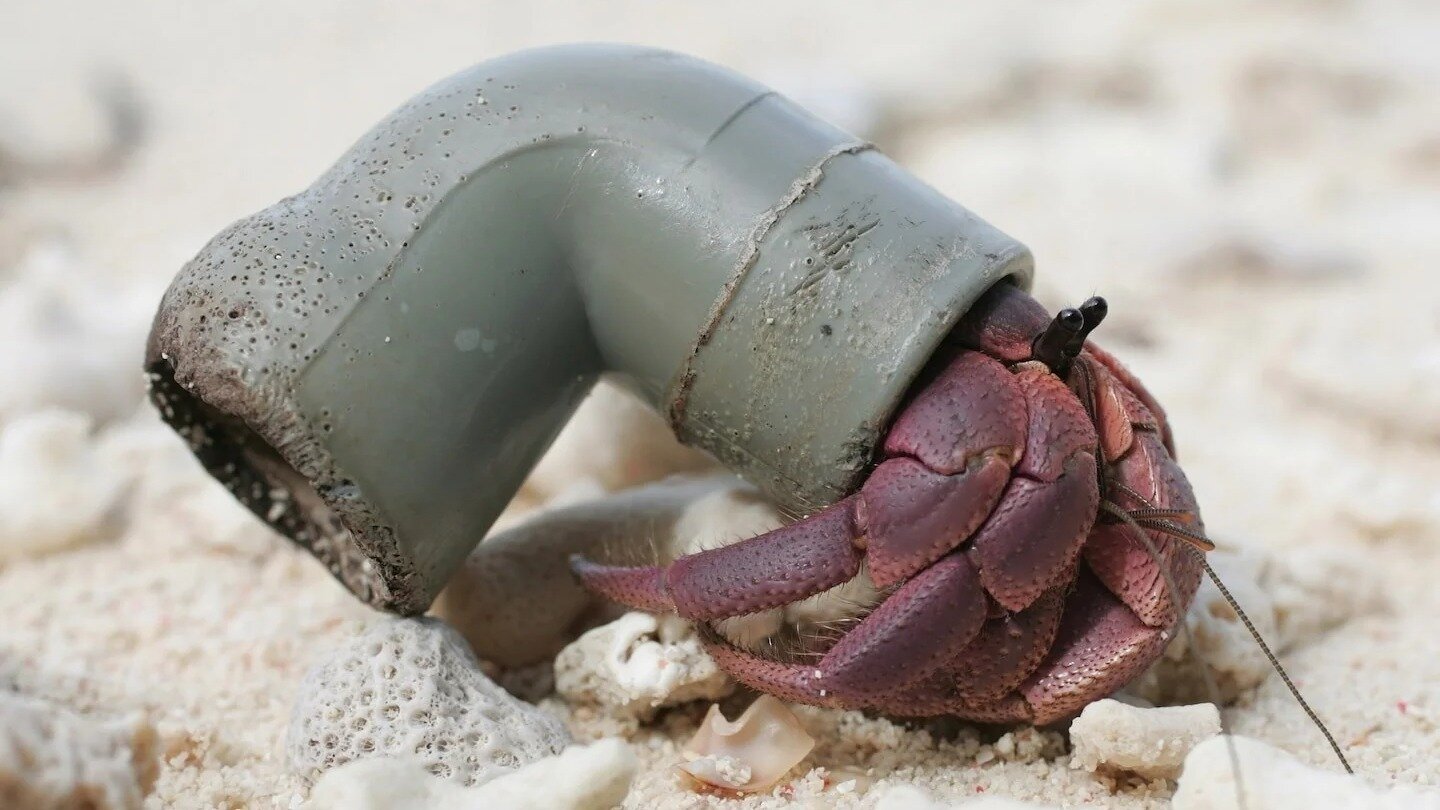 Petition · Combat Ocean Pollution for a Sustainable Future - United ...