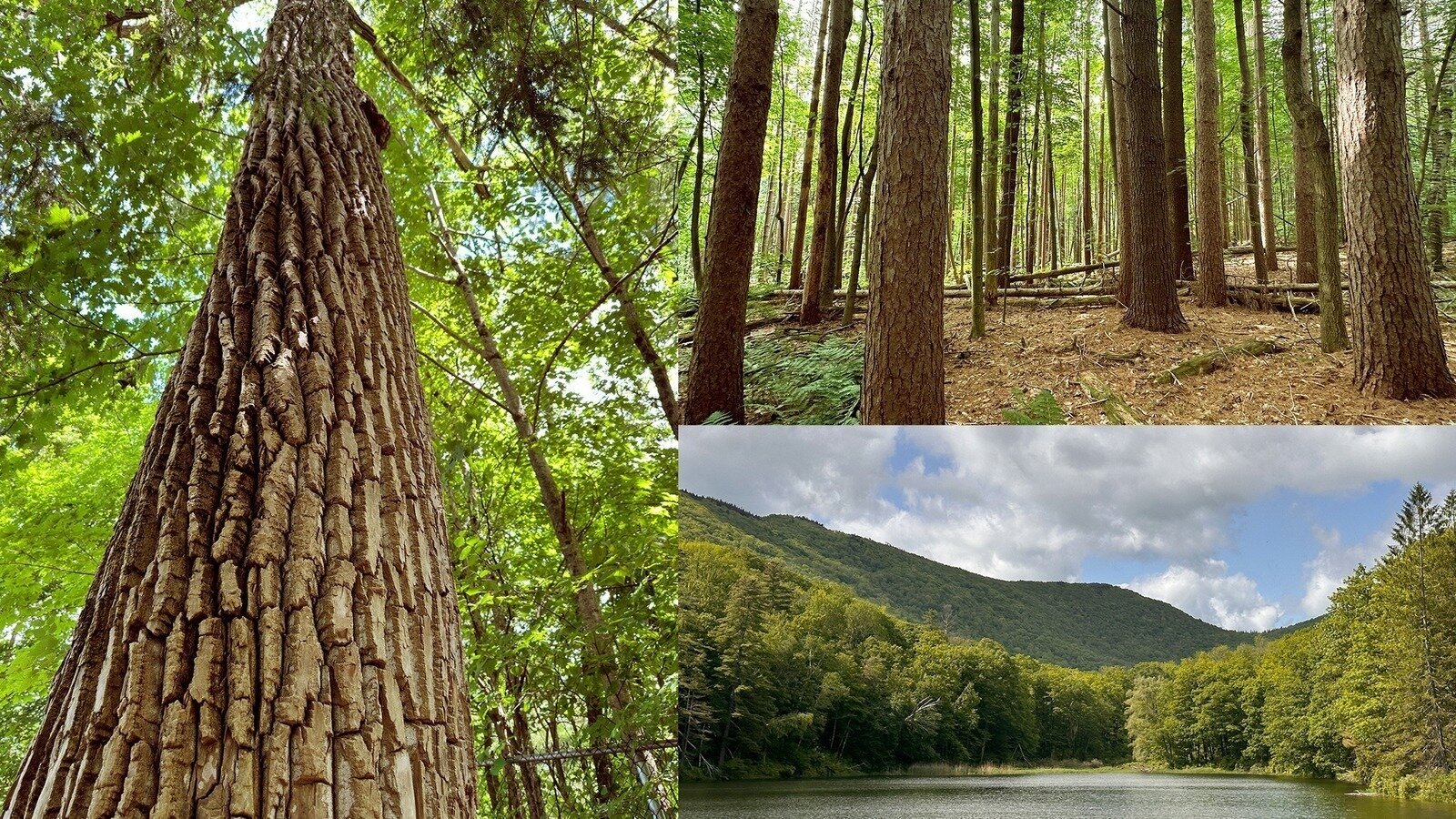 Petition · Stop the logging plan for the Notch Reservoir Forest and ...