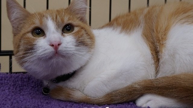 Petition · Help get me a cat !! - United States · Change.org